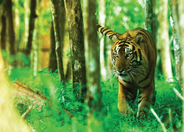 Sumatran Tiger – Tambling Wildlife Nature Conservation