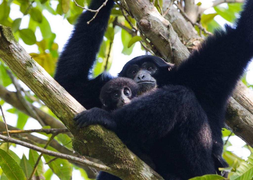 Siamang – Tambling Wildlife Nature Conservation