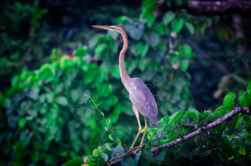 Purple Heron – Tambling Wildlife Nature Conservation