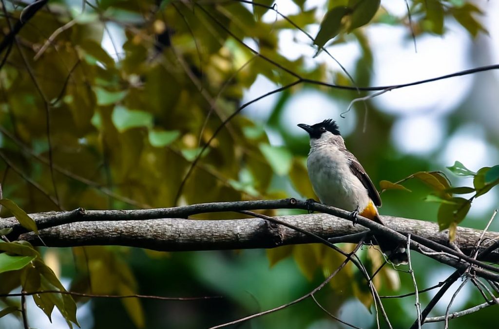Sooty-headed Bulbul – Tambling Wildlife Nature Conservation