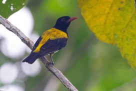 Tambling Wildlife Nature Conservation – TWNC is a conservation forest ...